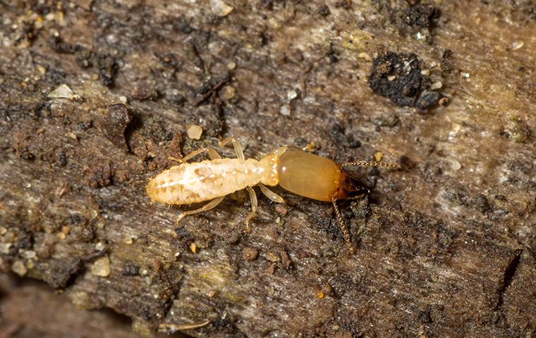 A Guide To Dealing With Termite Damage In Dallas