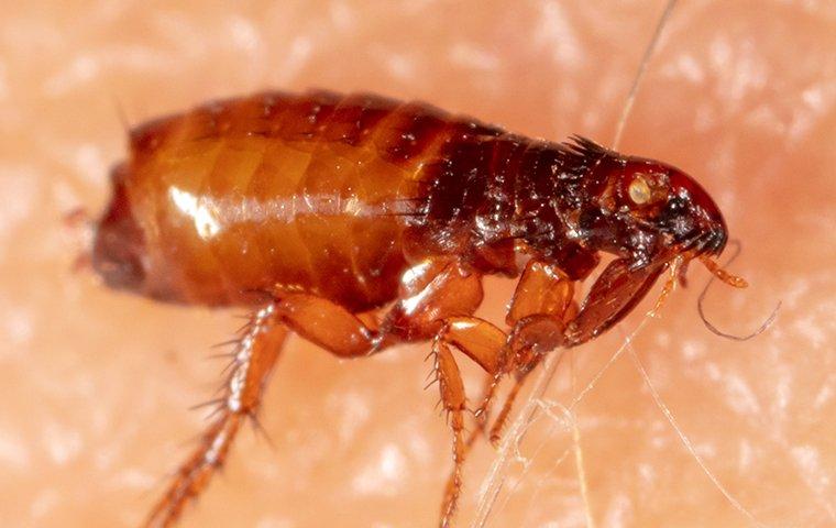 Blog - Dallas Resident's Complete Guide To Flea Control